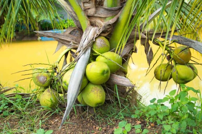 17 Types Of Coconuts (Differences, Size, Color, Appearance)