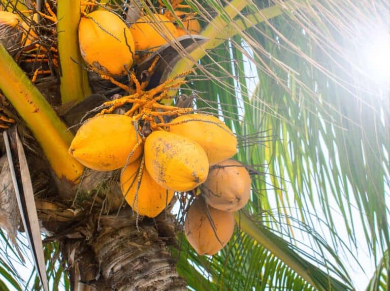 17 Types Of Coconuts (Differences, Size, Color, Appearance)