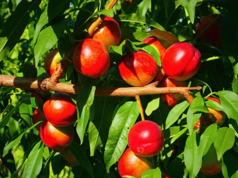 56 Types Of Nectarines (Differences, Size, Color, Appearance)