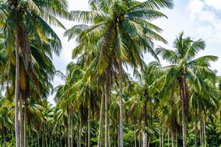 17 Types Of Coconuts (Differences, Size, Color, Appearance)