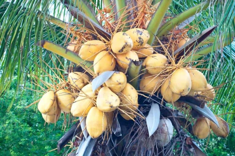17 Types Of Coconuts (Differences, Size, Color, Appearance)