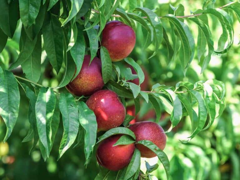 56 Types Of Nectarines (Differences, Size, Color, Appearance)