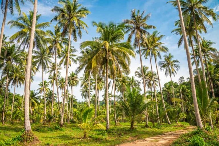 17 Types Of Coconuts (Differences, Size, Color, Appearance)