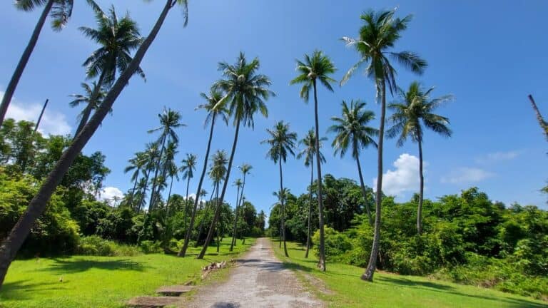 17 Types Of Coconuts (Differences, Size, Color, Appearance)