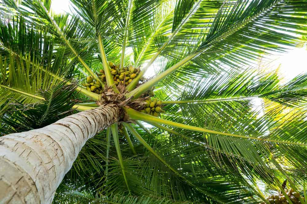 17 Types Of Coconuts (Differences, Size, Color, Appearance)