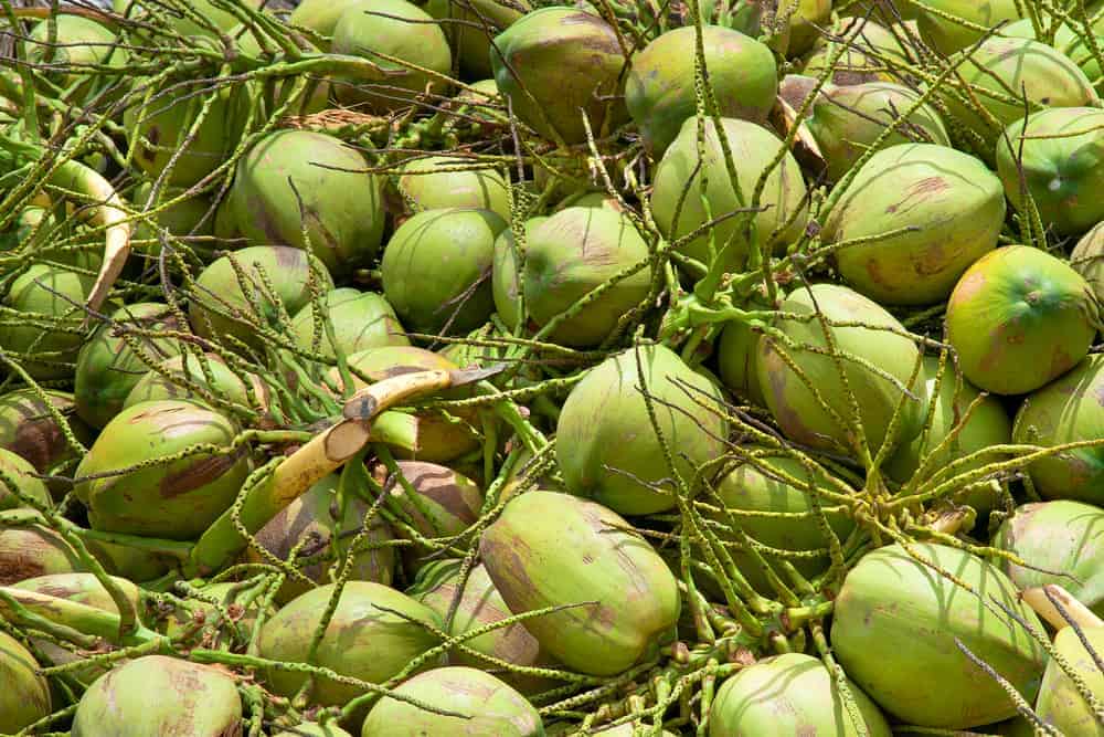 17 Types Of Coconuts (Differences, Size, Color, Appearance)