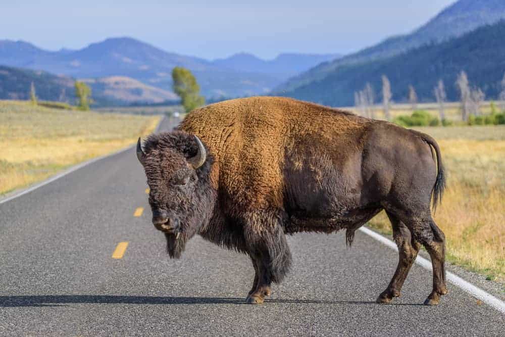 25 Animals That Never Stop Growing (Updated 2023)