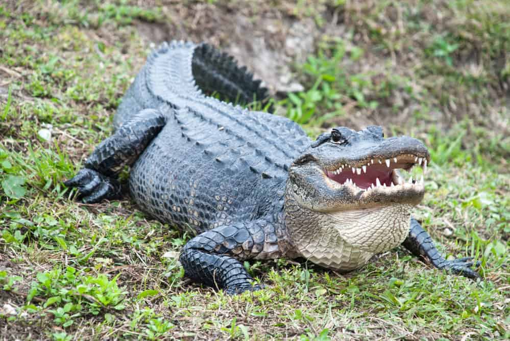 25 Animals That Can Regrow Limbs (Updated 2023)