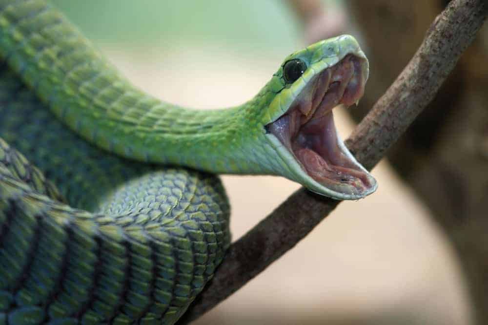 Do Snakes Have Tails? (Everything To Know)