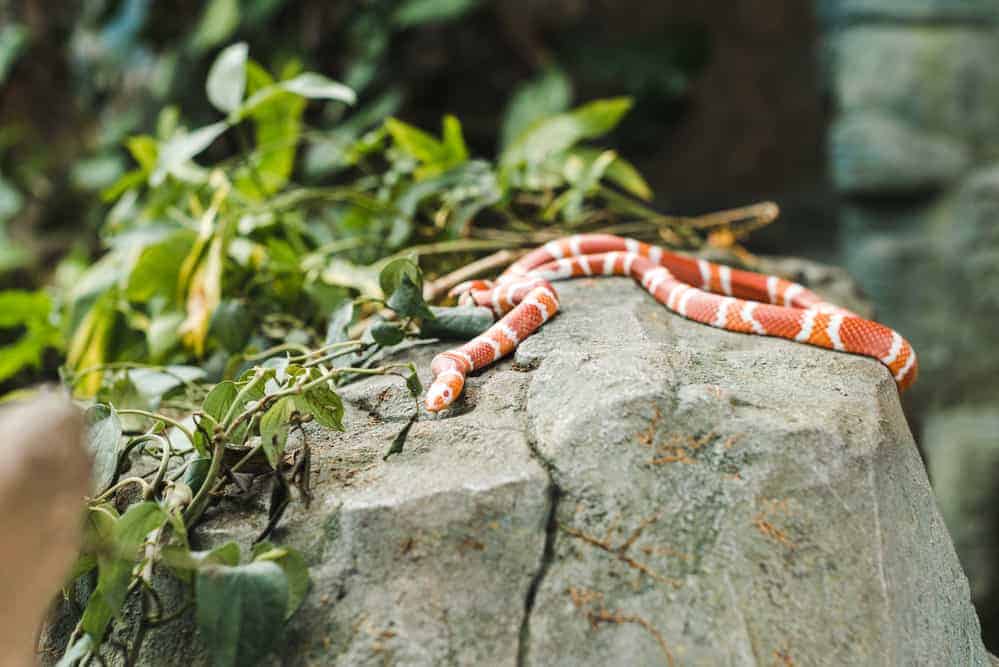 Do Snakes Have Tails? (Everything To Know)
