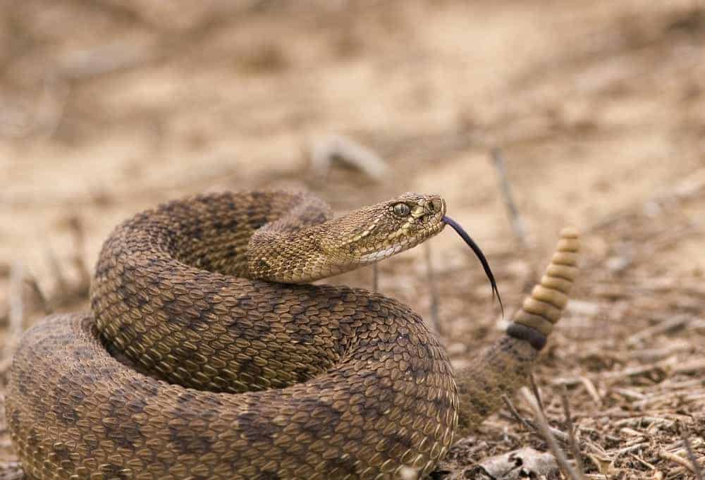 Do Snakes Have Tails? (Everything To Know)