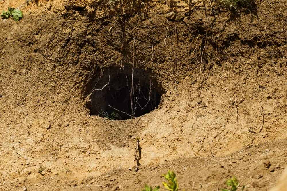 Can Gophers Damage Foundation? (Everything To Know)