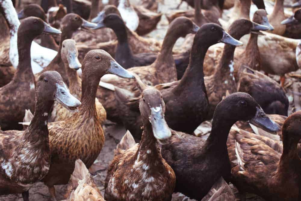 Why Is Duck So Expensive? (Top 10 Reasons)