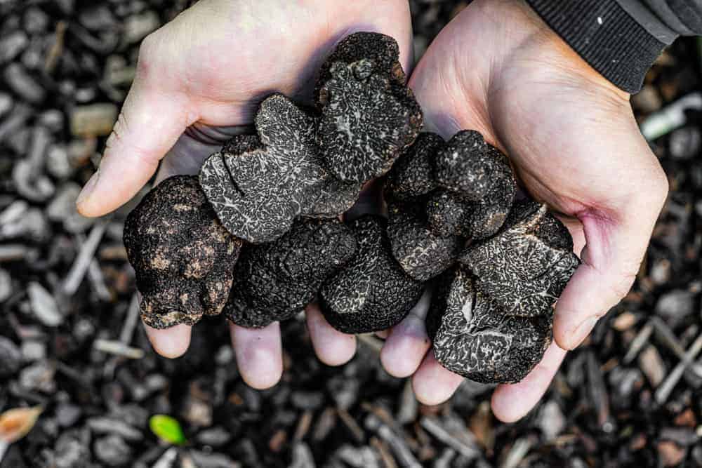 Why Is Truffle So Expensive? (Top 10 Reasons)