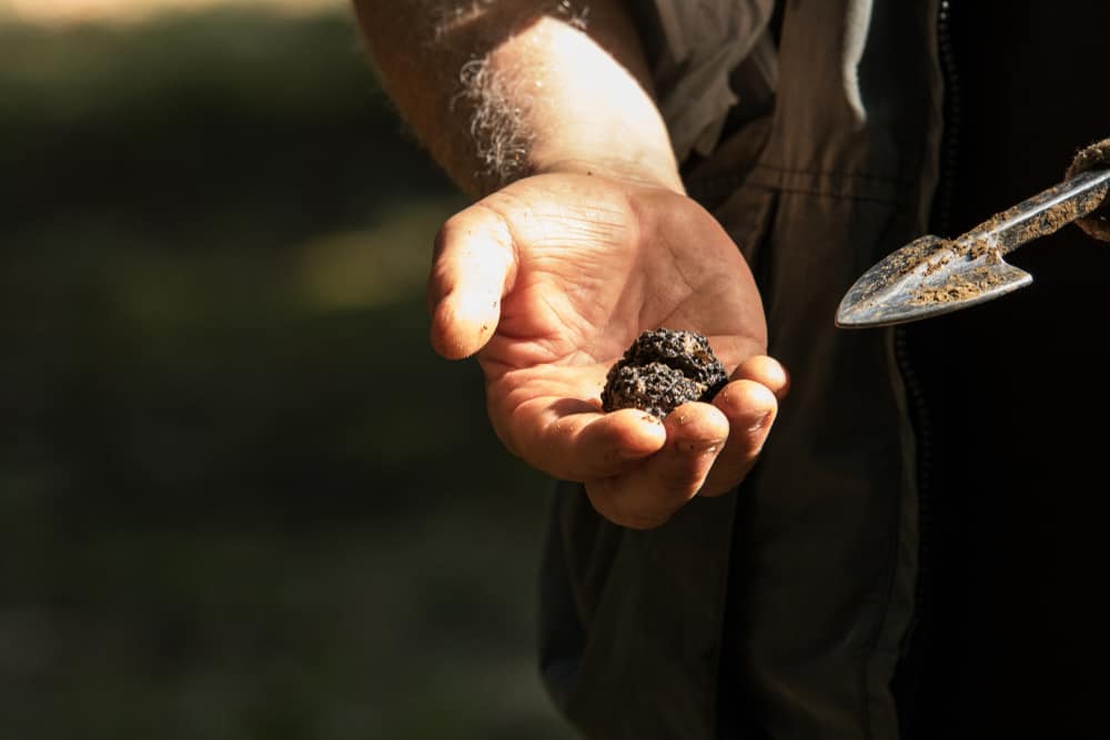 Why Is Truffle So Expensive? (Top 10 Reasons)