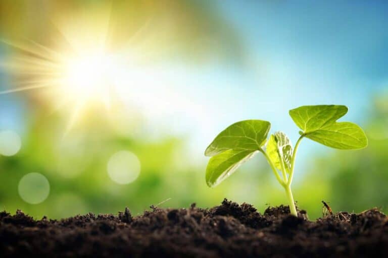 Why Are Leaves Green? (Explained)