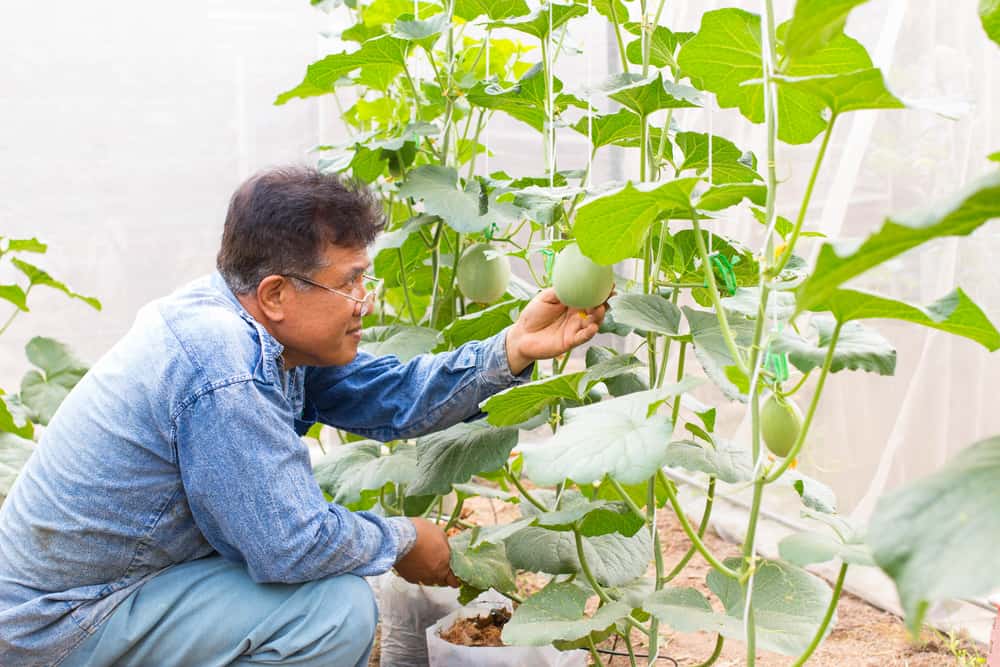 Why is Yubari King Melon So Expensive? (Top 10 Reasons)