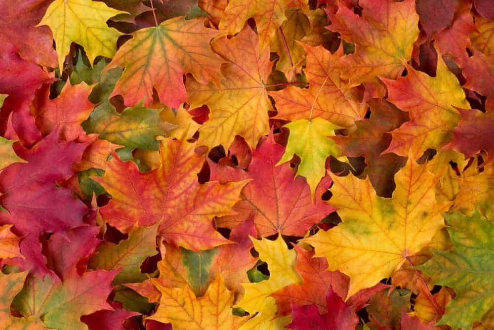 Do Leaves Decompose? (Explained)