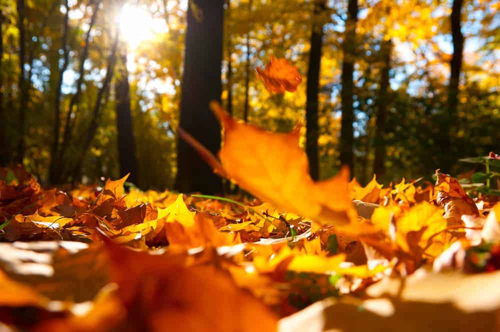Do Leaves Decompose? (Explained)