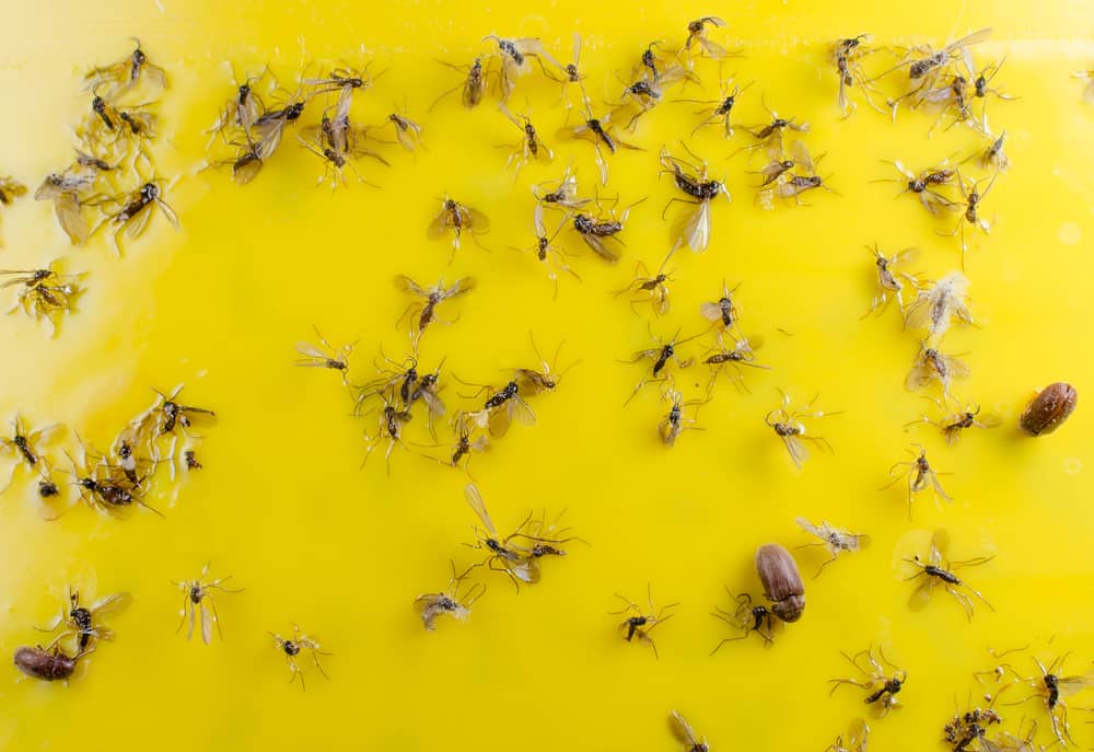 Flies On Computer Screen (Causes, Fixes)