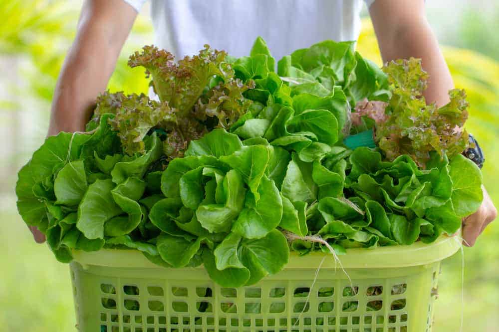 Why Is Lettuce So Expensive? (10 Reasons)