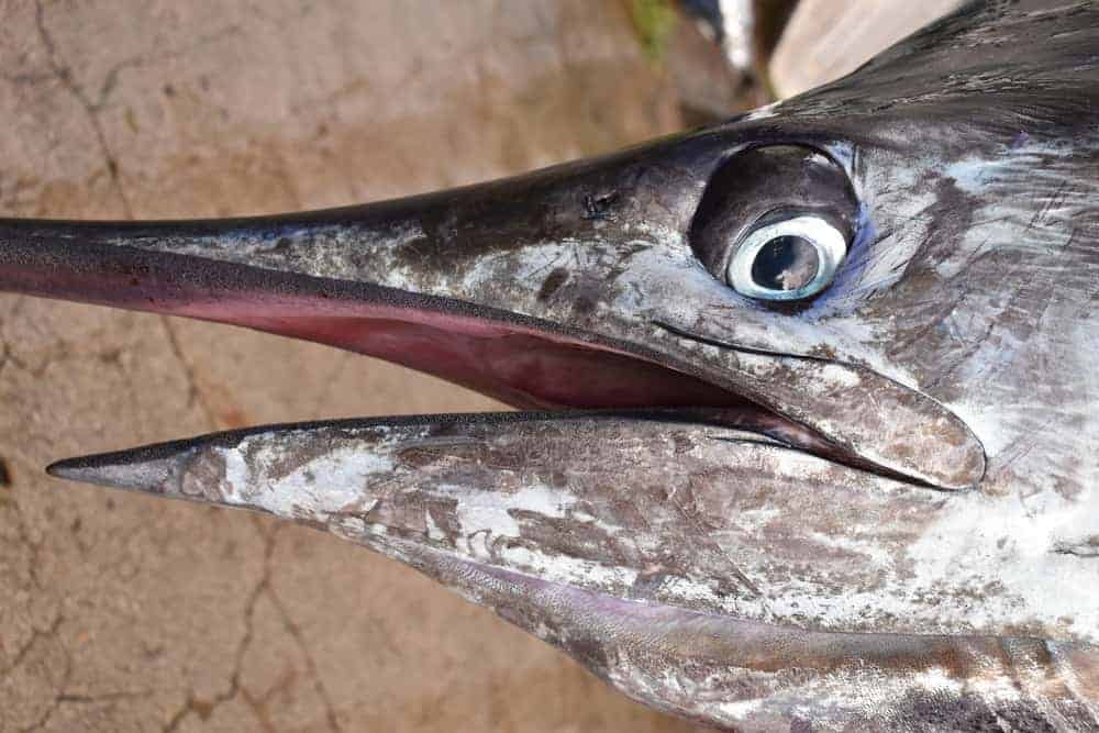 Why Is Marlin So Expensive? (10 Reasons)