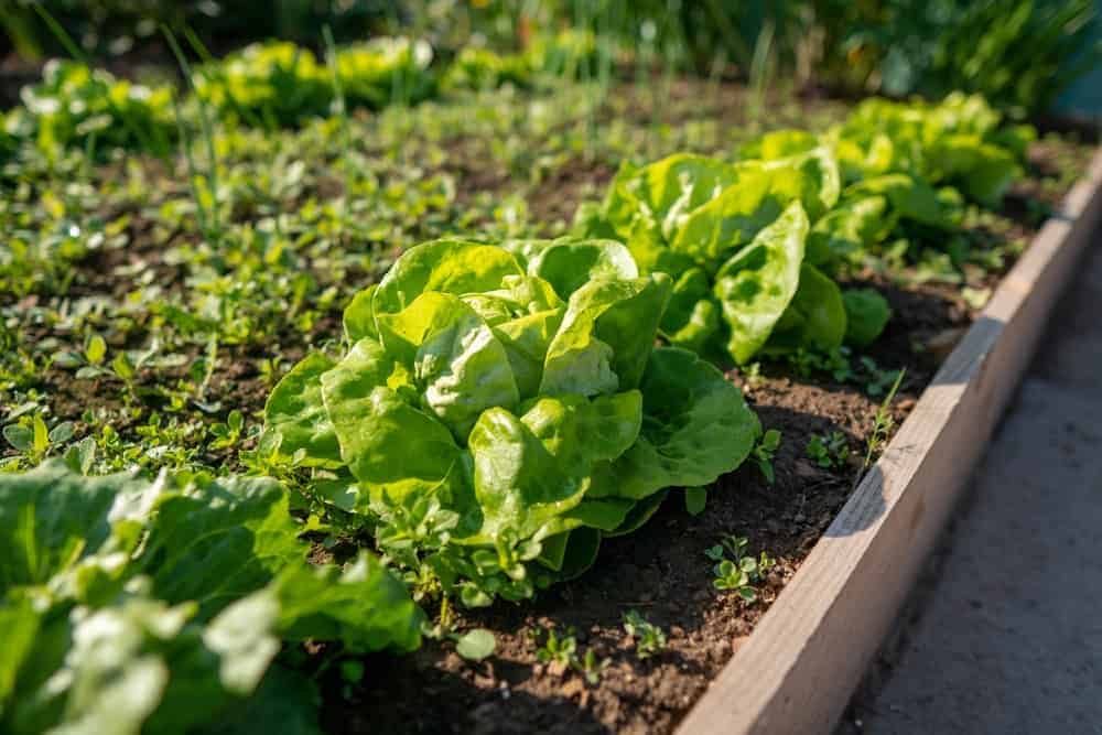 Why Is Lettuce So Expensive? (10 Reasons)