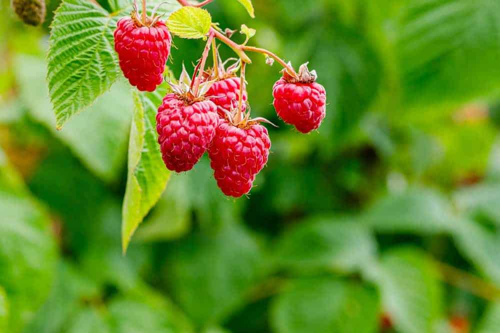 Why Are Raspberries So Expensive? (10 Reasons)