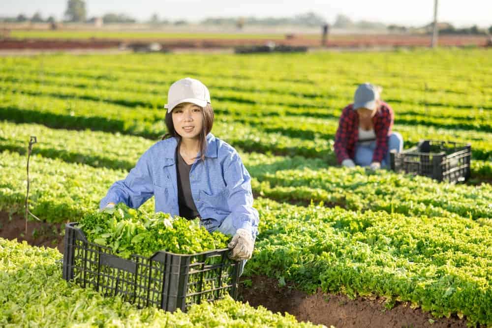 Why Is Lettuce So Expensive? (10 Reasons)