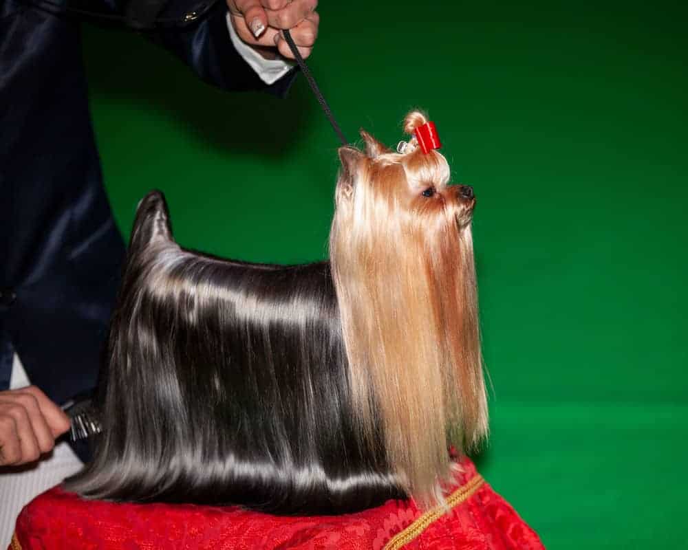Why Are Yorkies So Expensive? (10 Reasons)