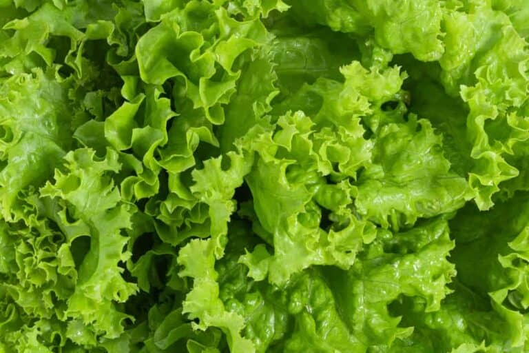 Why Is Lettuce So Expensive? (10 Reasons)