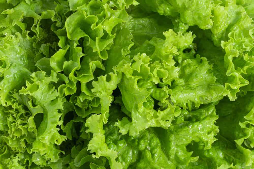Why Is Lettuce So Expensive? (10 Reasons)