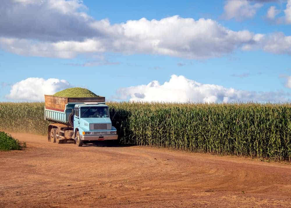 Why Is Corn So Expensive? (10 Reasons)
