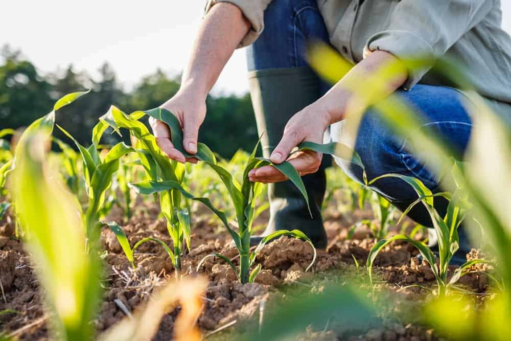 Why Is Corn So Expensive? (10 Reasons)