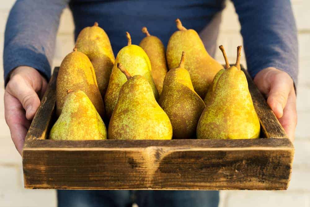Why Are Pears So Expensive? (10 Reasons)