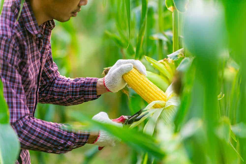 Why Is Corn So Expensive? (10 Reasons)