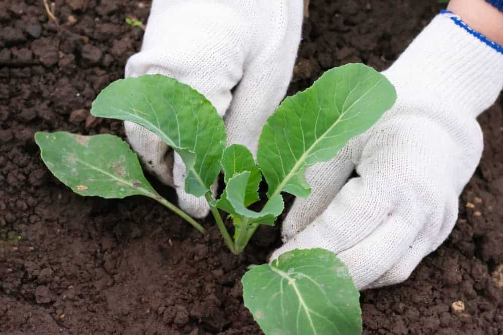Why Is Cabbage So Expensive? (10 Reasons)