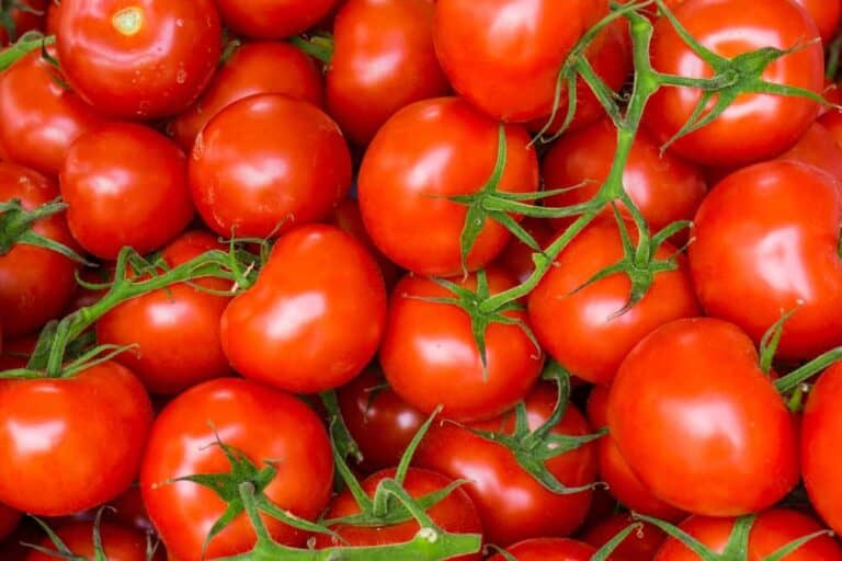 Why Are Tomatoes So Expensive? (10 Reasons)